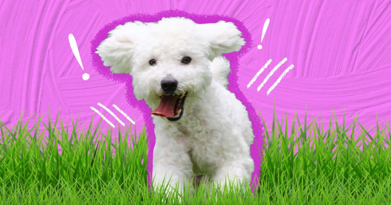 How To Teach Your Dog To Come: Dog Recall Training Tips - DodoWell ...