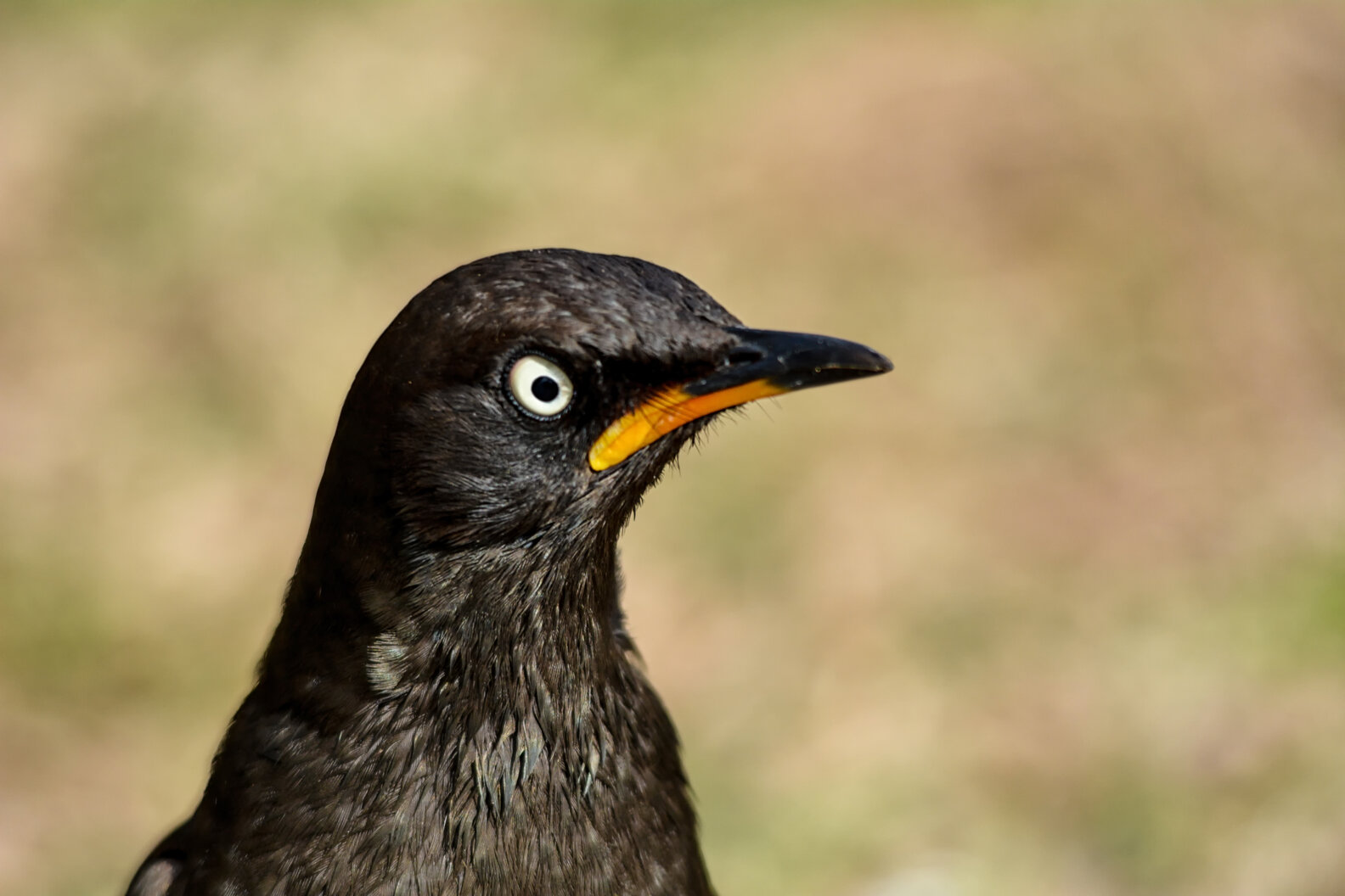 This 'Angry Bird' Always Looks Upset - The Dodo