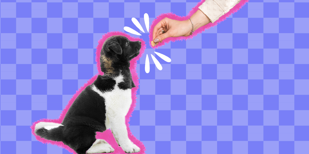 How To Teach A Dog To Sit - DodoWell - The Dodo