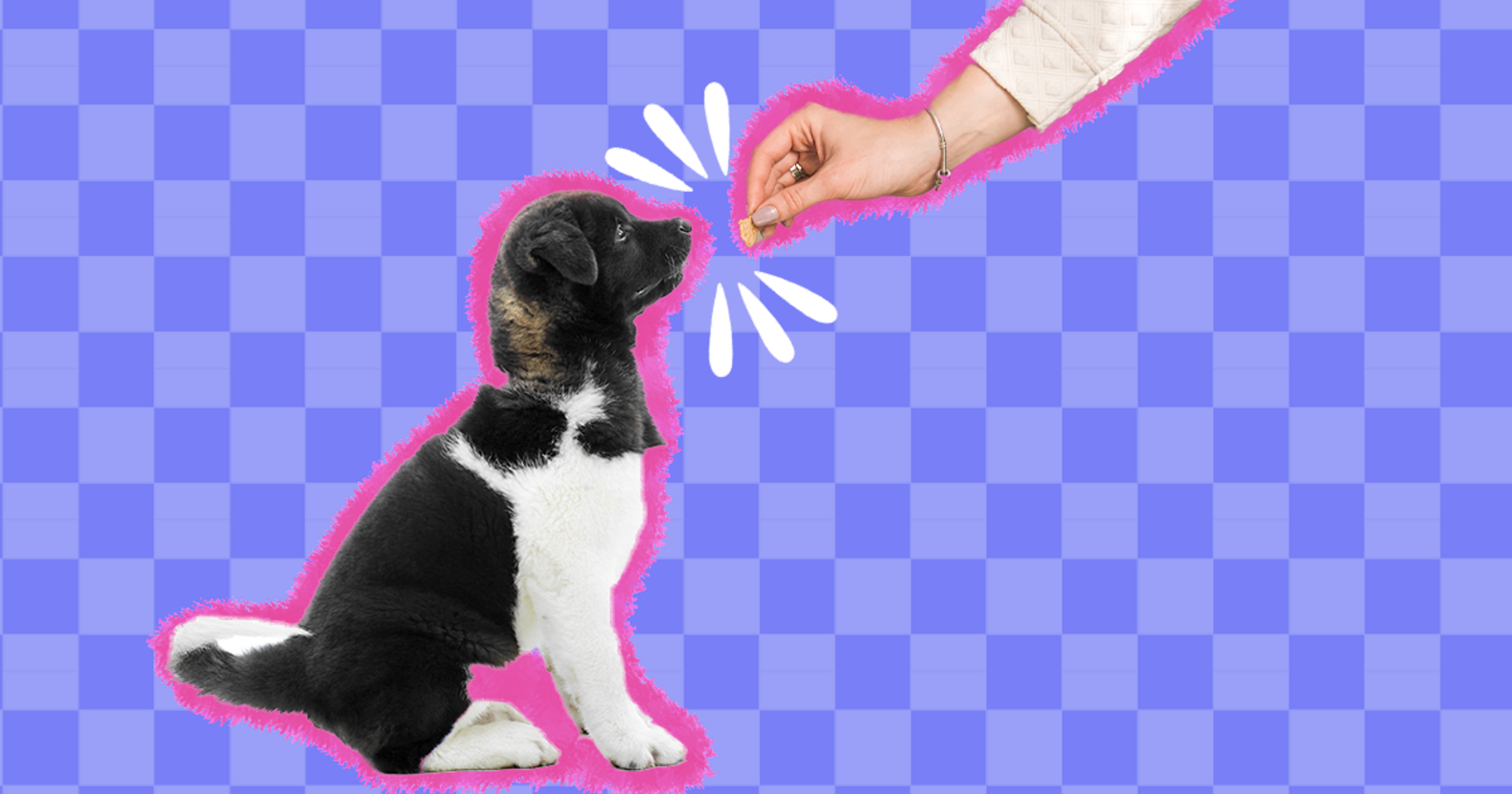 How To Teach A Dog To Sit - DodoWell - The Dodo