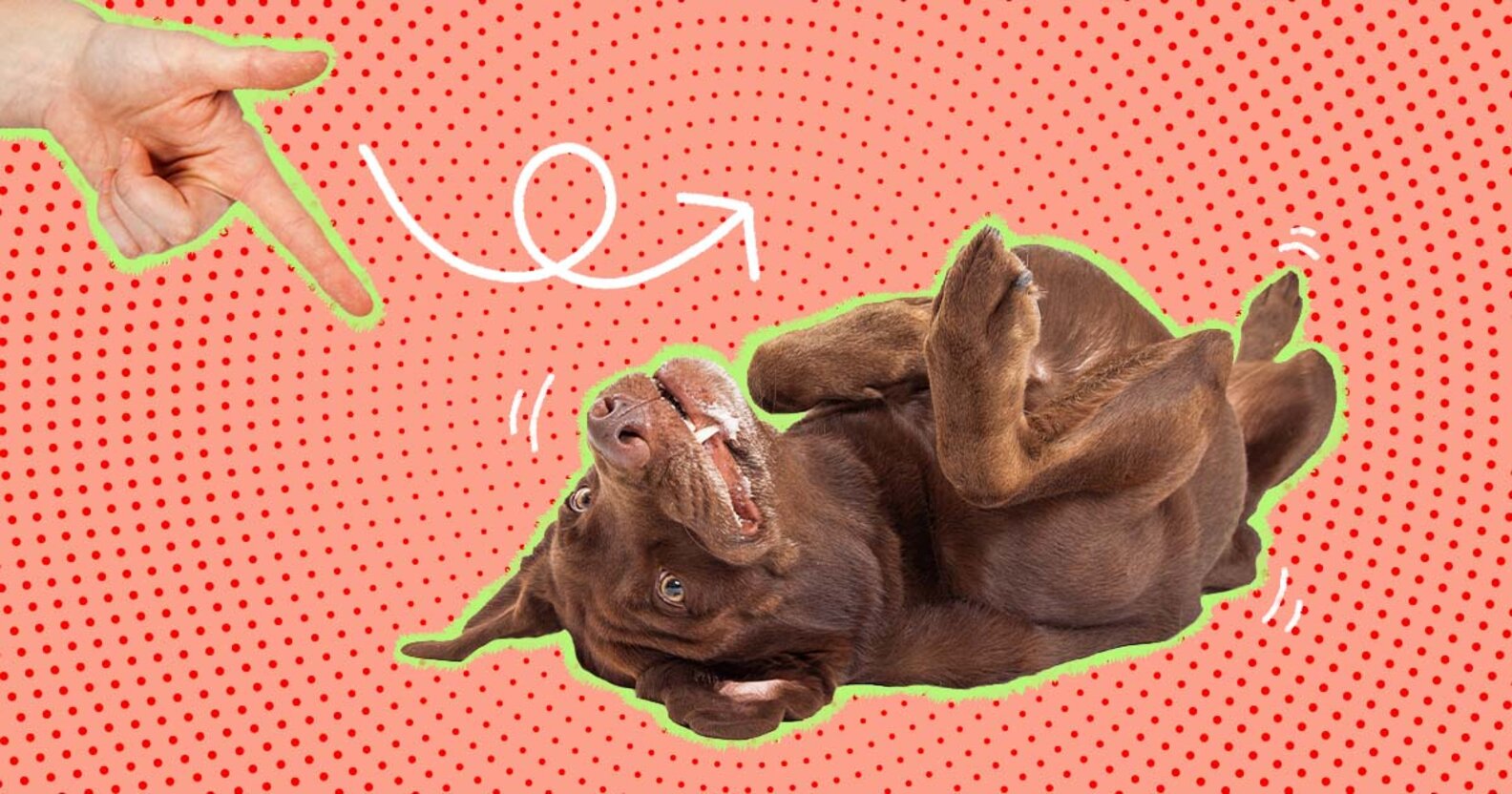 How To Teach A Dog To Roll Over - DodoWell - The Dodo