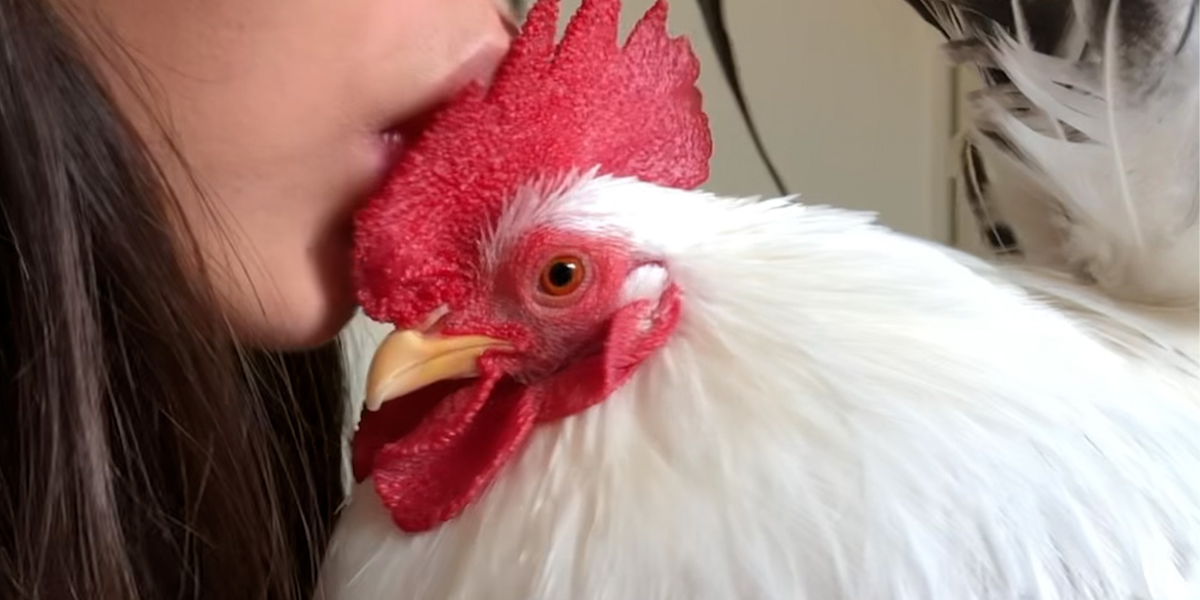 Rescue Rooster Loves to Chase His Favorite Girl Around The House ...
