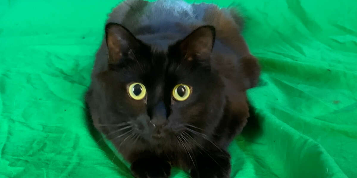 Cat Teams Up With Her Dad To Produce The Best Remakes In Cinema History ...