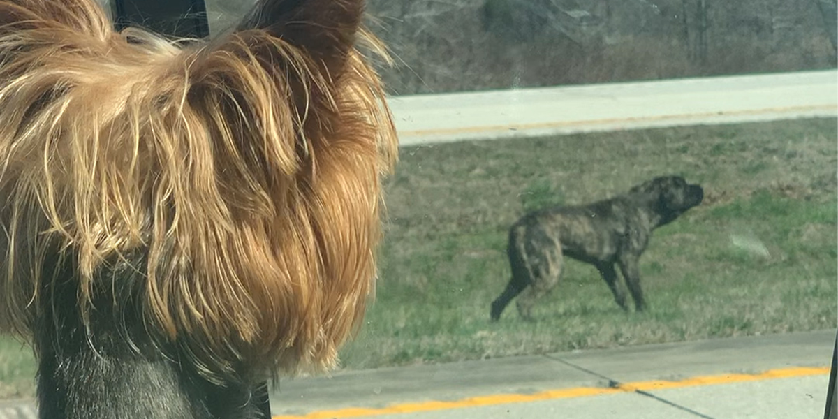 Giant Dog Rescued From The Highway Now Lives The Happiest Life - Videos ...