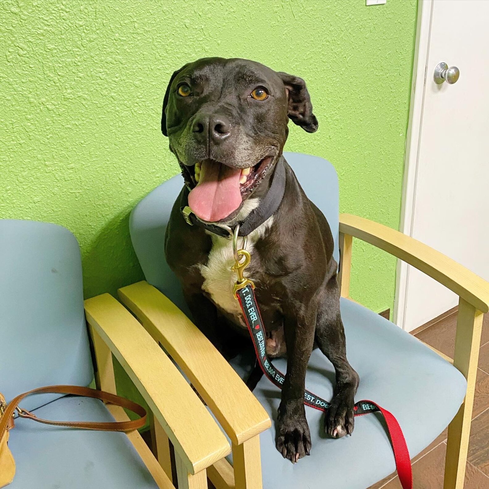 Stray Dog Breaks Into Rescue Looking For Help - The Dodo