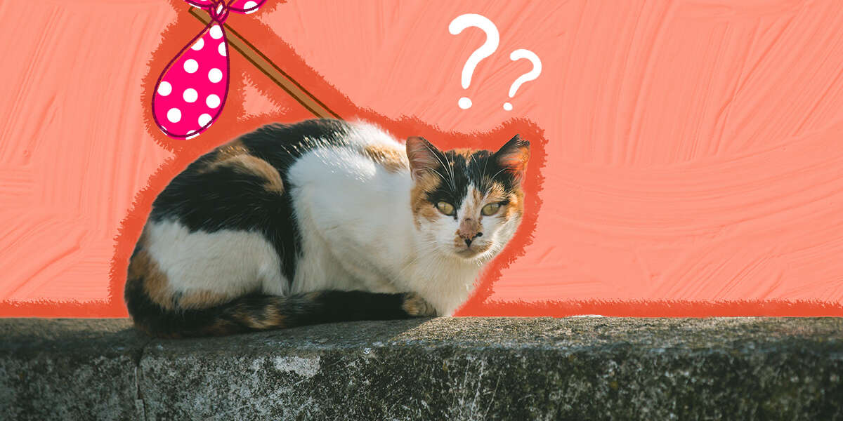 What Is A Feral Cat? - DodoWell - The Dodo