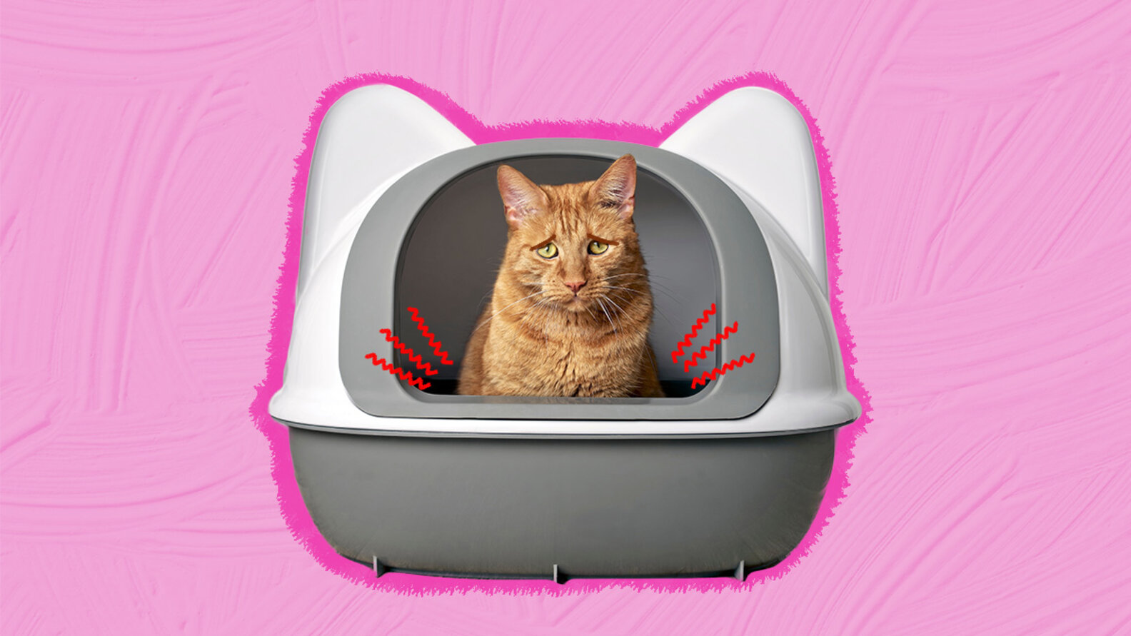 Urinary Tract Infection In Cats: Causes, Symptoms And Treatment ...