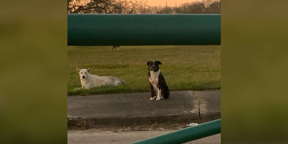 Dog Refuses To Leave His Injured Friend's Side Until They're Rescued ...