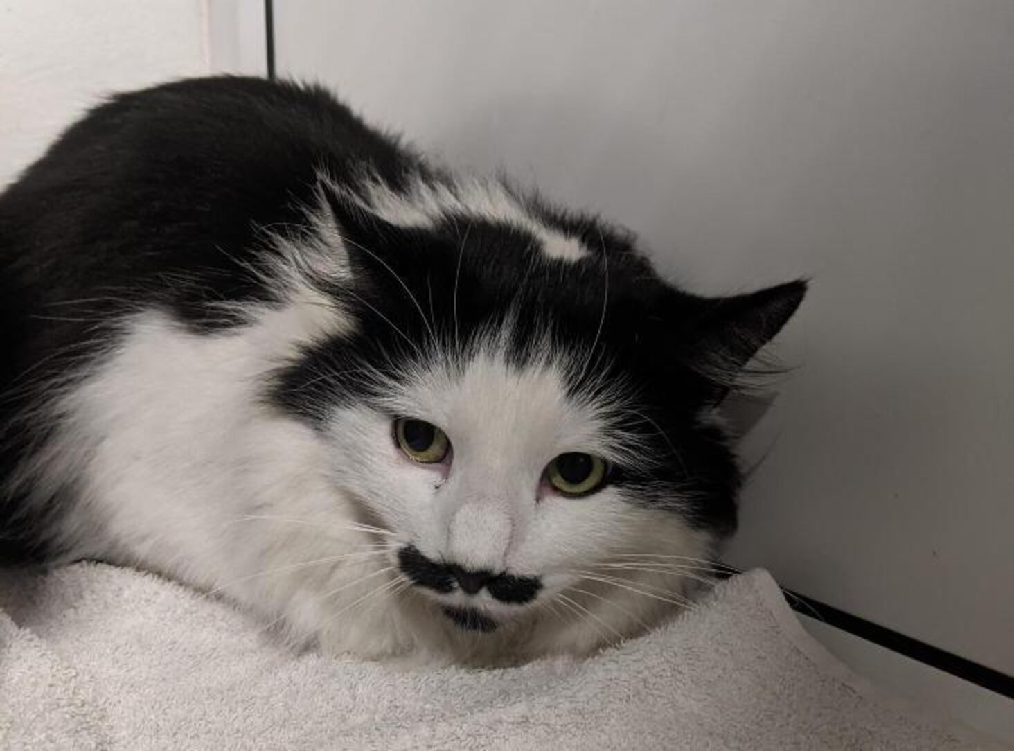 Rescue Cat Has The Best Mustache Ever - The Dodo