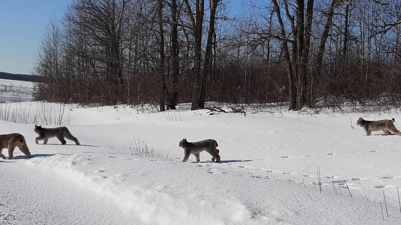 Couple Has Breathtaking Encounter With A Group Of Majestic Wild Cats ...