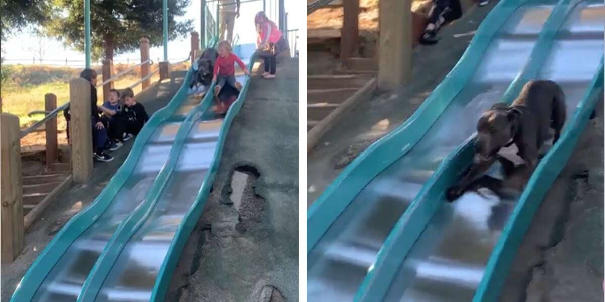 Dog Has The Time Of His Life Playing On Slides At The Park - The Dodo