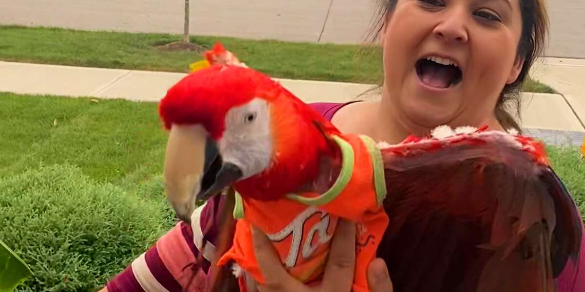 This Woman's Love For Her Parrot Is Everything Humanity Needs - Videos ...