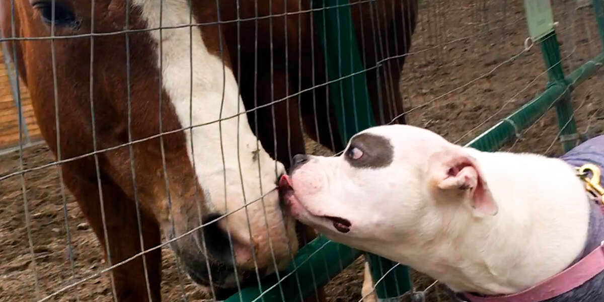 PIttie Scared of Other Dogs Becomes Best Friends with Farm Animals ...
