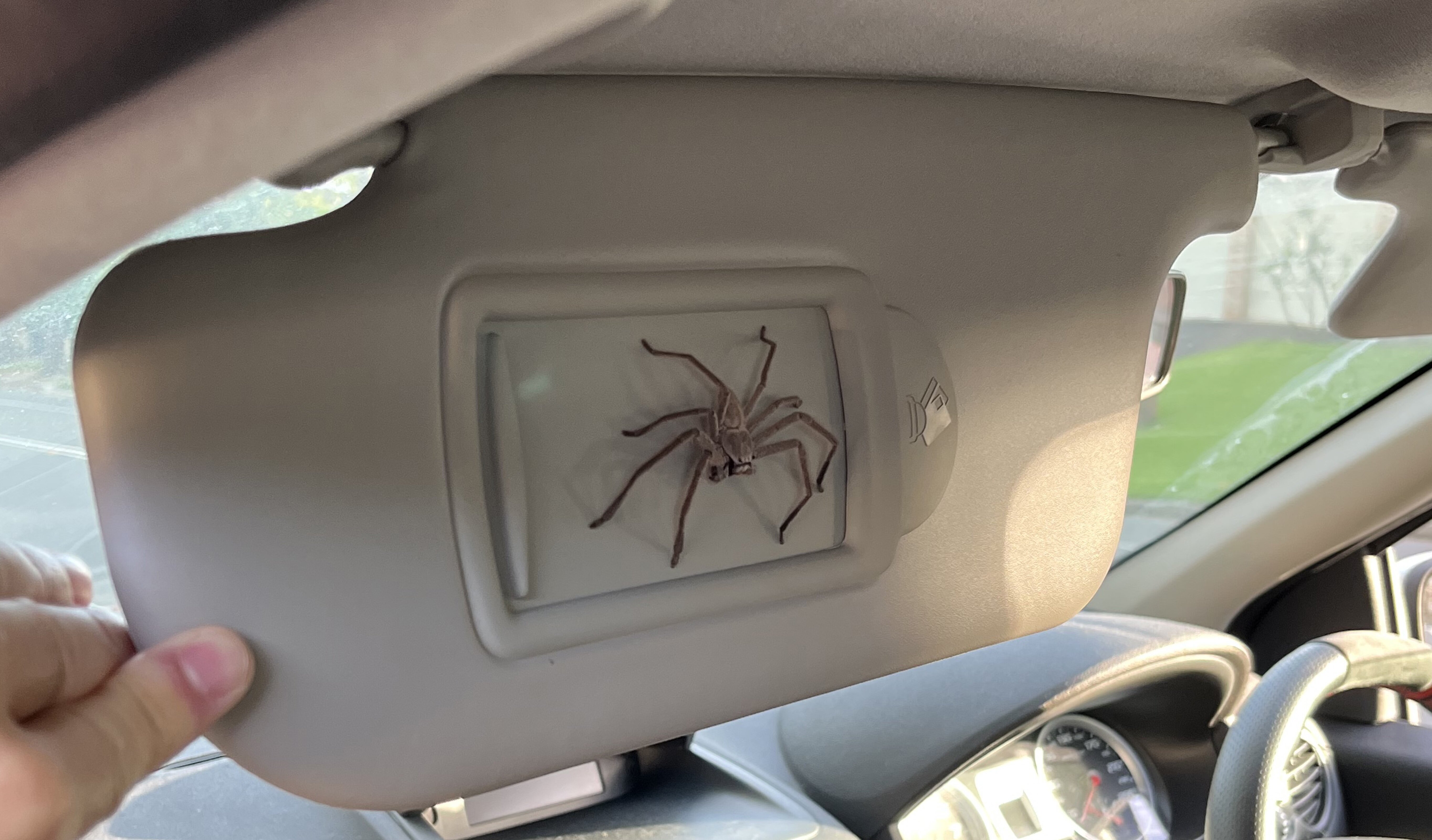 Australian Huntsman Spider Car