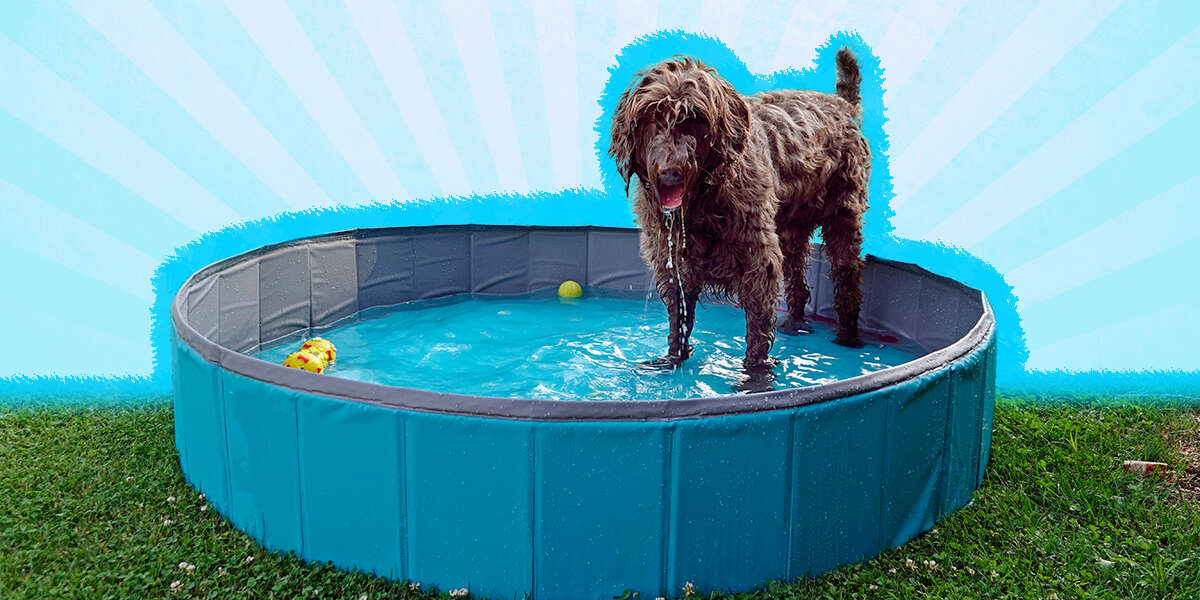 How To Teach A Dog To Swim - DodoWell - The Dodo
