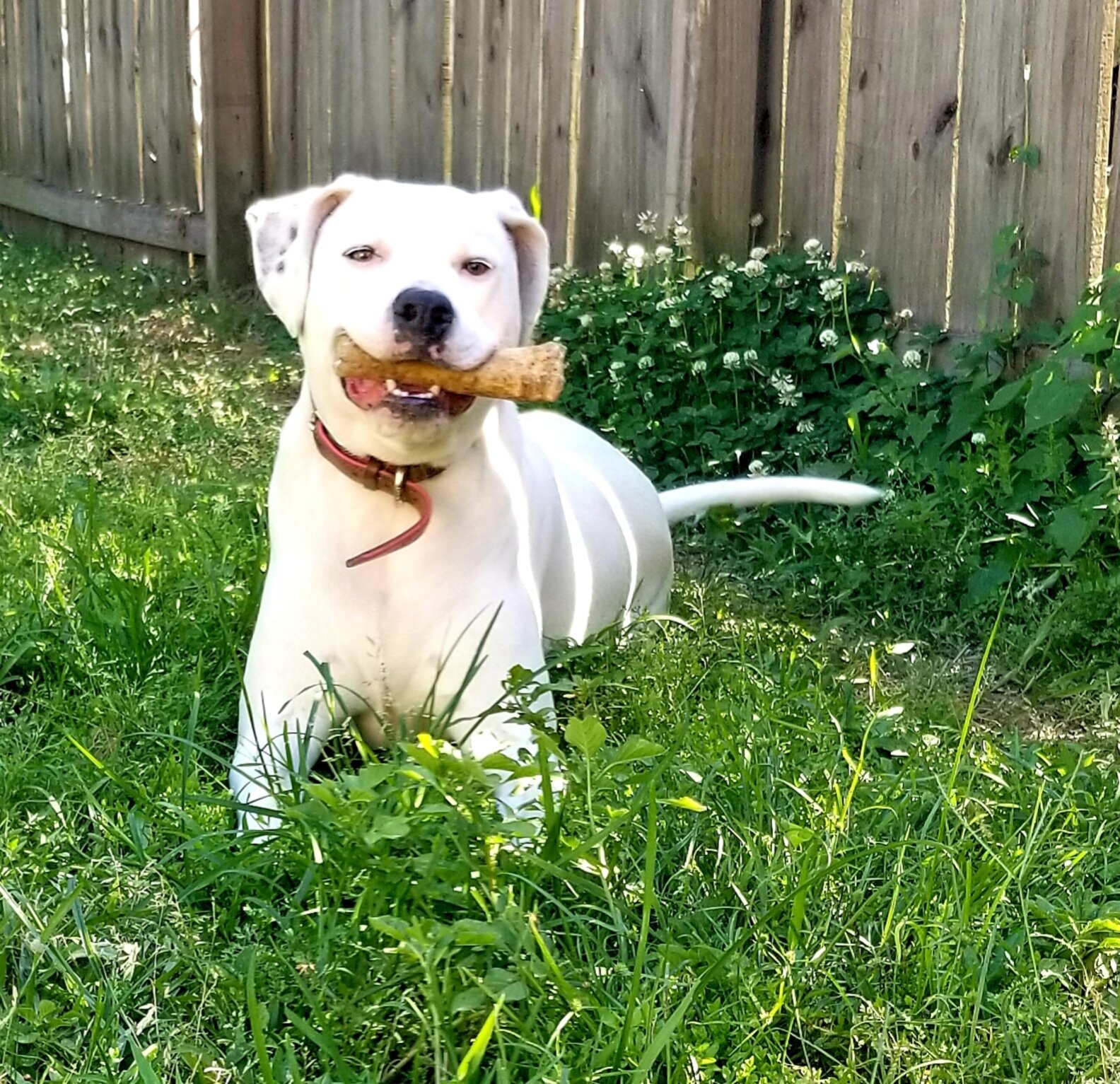 Sweet Dog Who's Been To Over 30 Adoption Events Still Looking For A ...