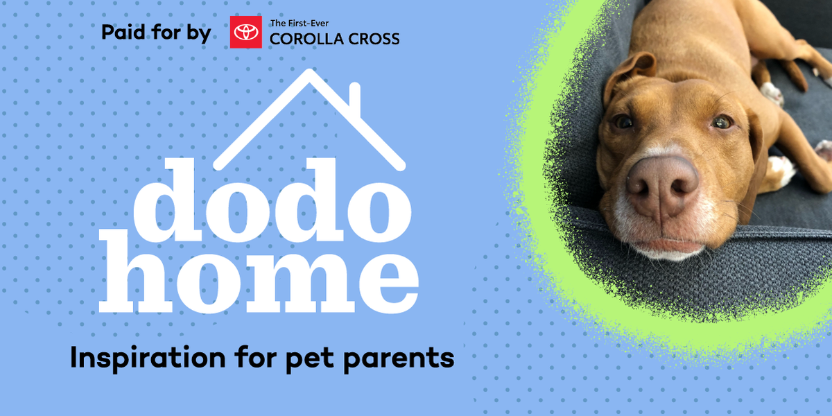 Dodo Home: Inspiration For Pet Parents - The Dodo