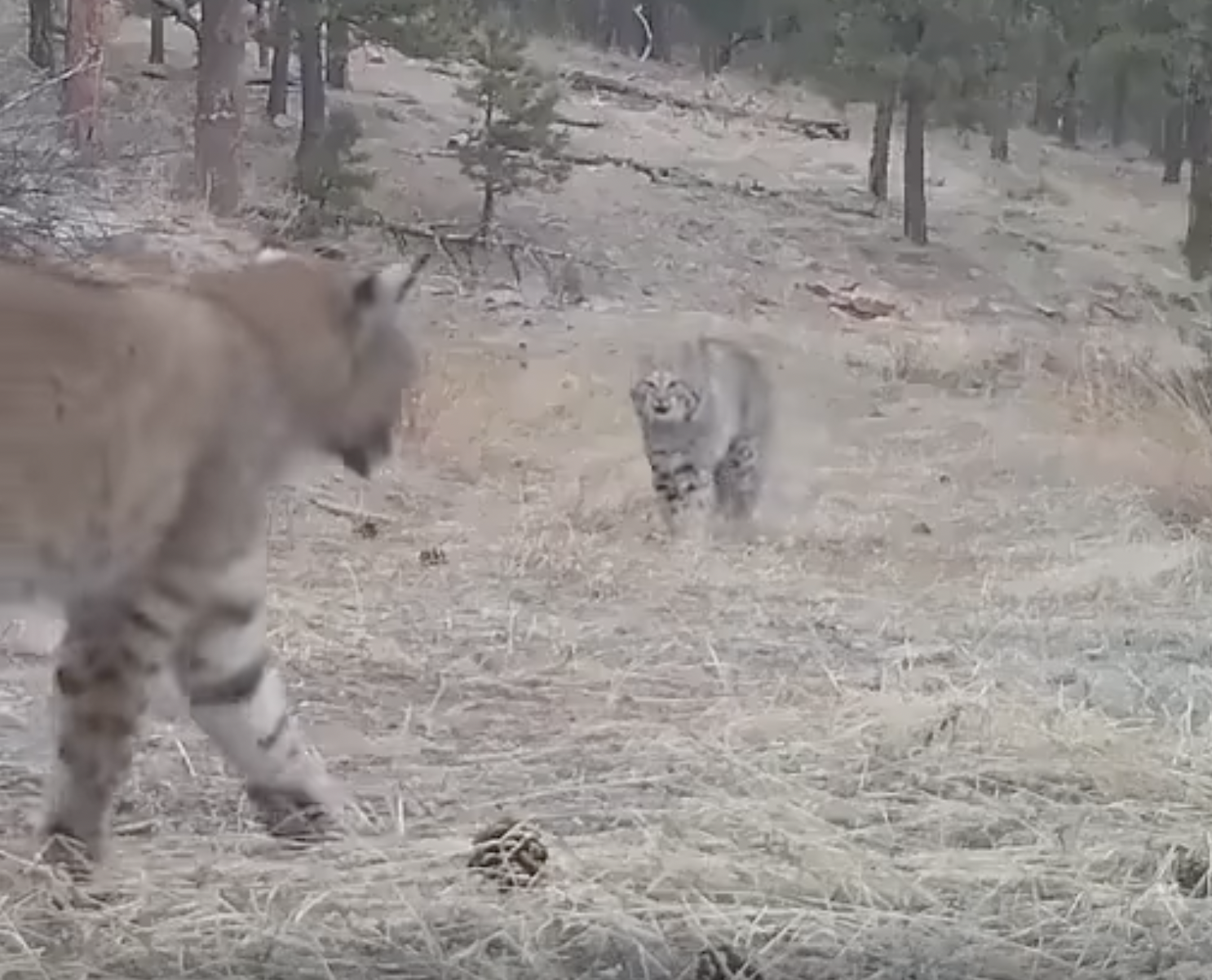 Trail Camera Captures The Magic Moment Two Bobcats Fall In Love - The Dodo