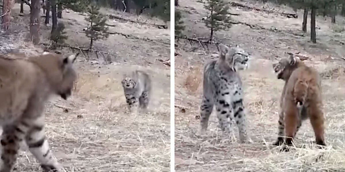 Trail Camera Captures The Magic Moment Two Bobcats Fall In Love - The Dodo