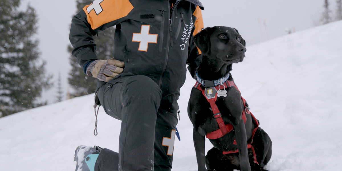Adorable Ski Patrol Dog Runs To Save Lives When Someone's In Trouble ...