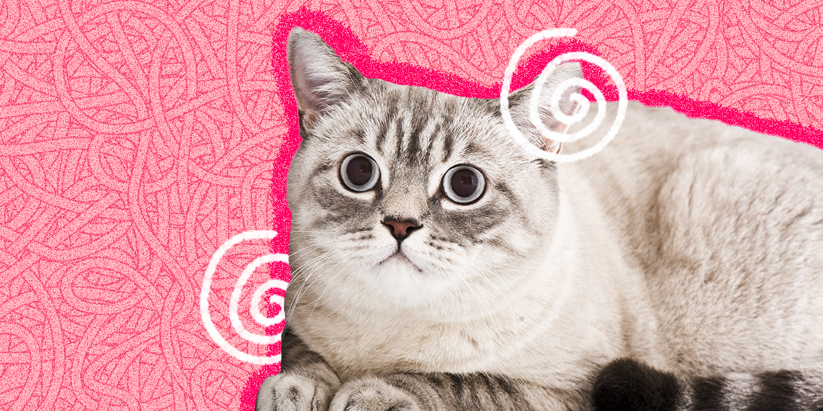 Stressed Cat? 6 Signs Of Cat Stress, And How To Help - DodoWell - The Dodo