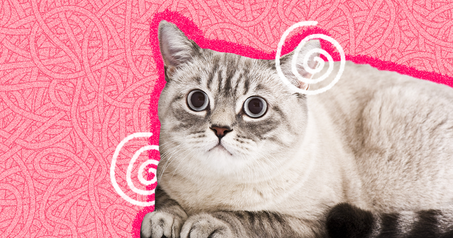 Stressed Cat? 6 Signs Of Cat Stress, And How To Help - DodoWell - The Dodo