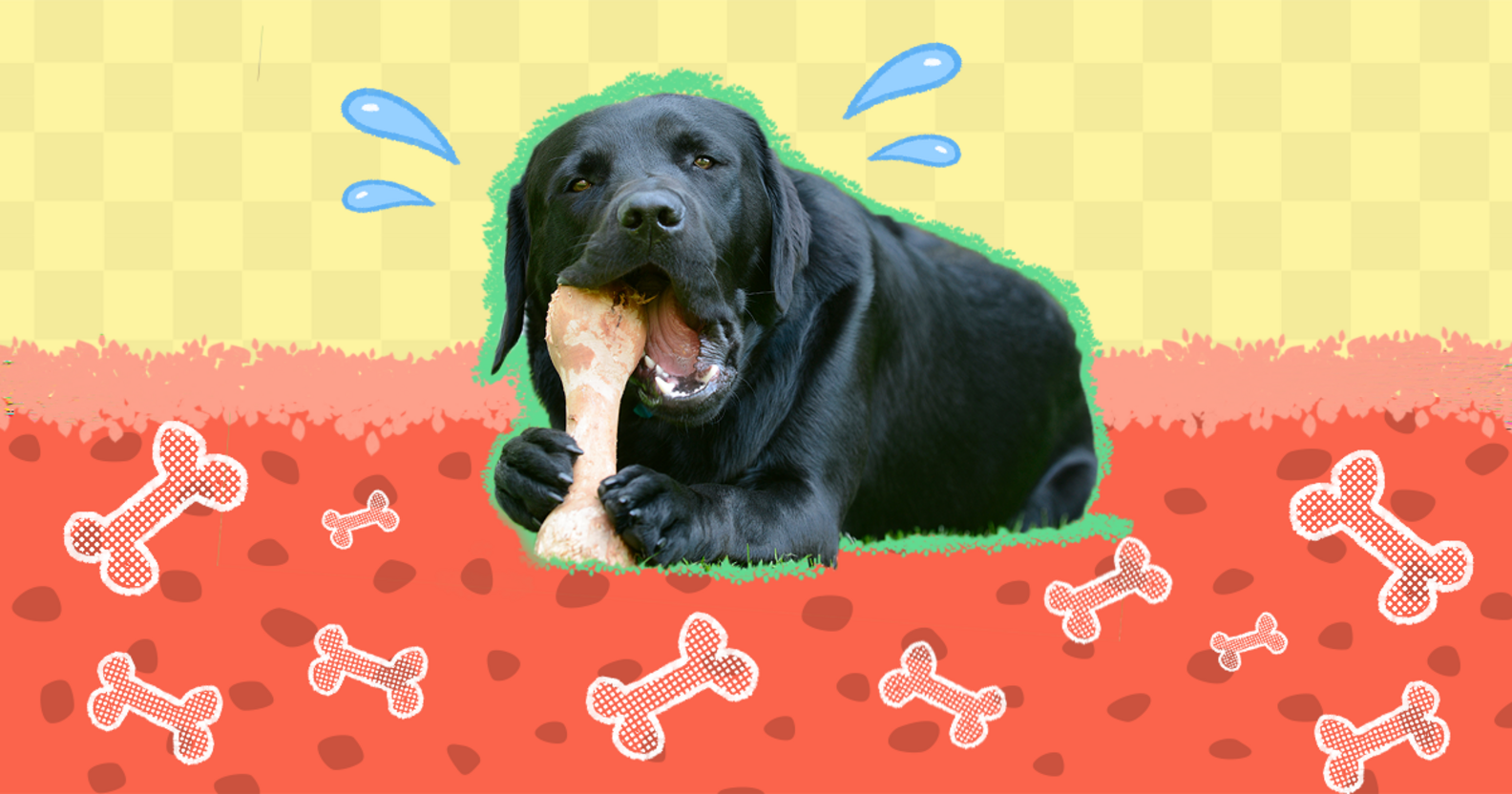 Why Do Dogs Bury Bones? - DodoWell - The Dodo