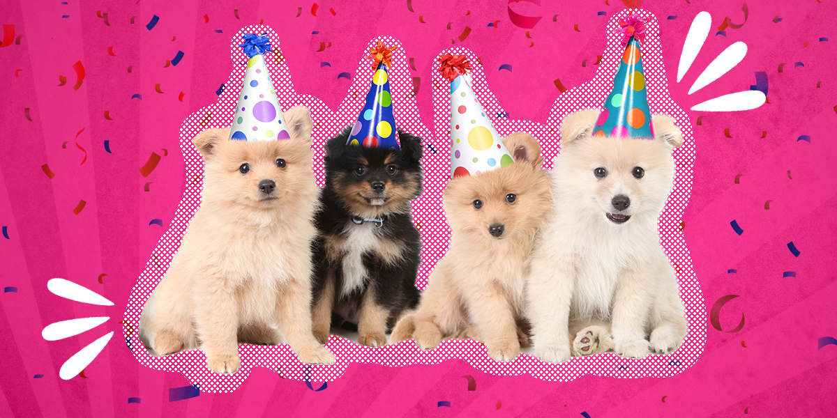 National Puppy Day: 6 Ways To Celebrate This Holiday - DodoWell - The Dodo