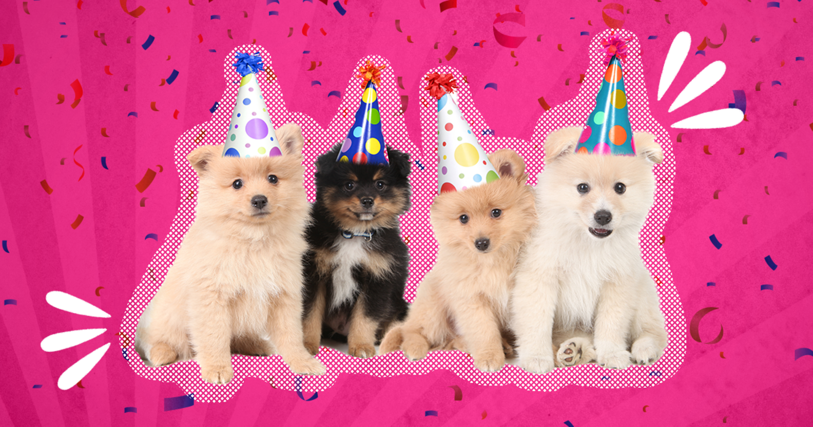 National Puppy Day: 6 Ways To Celebrate This Holiday - DodoWell - The Dodo