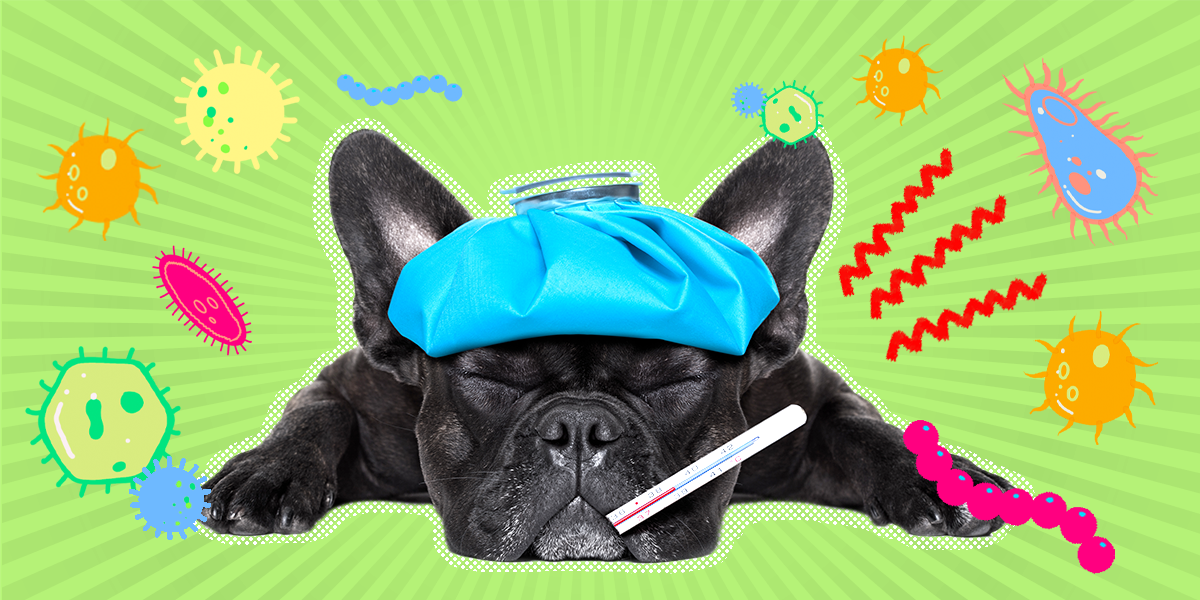 Parvo In Dogs: Causes, Symptoms And Treatment - DodoWell - The Dodo