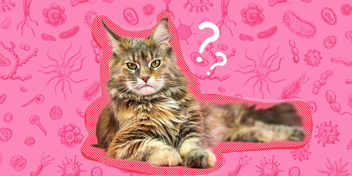 Parasites In Cats: Types, Symptoms And Treatment - DodoWell - The Dodo