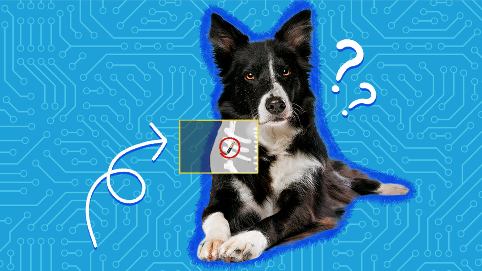 What Is A Microchip For Dogs? - DodoWell - The Dodo