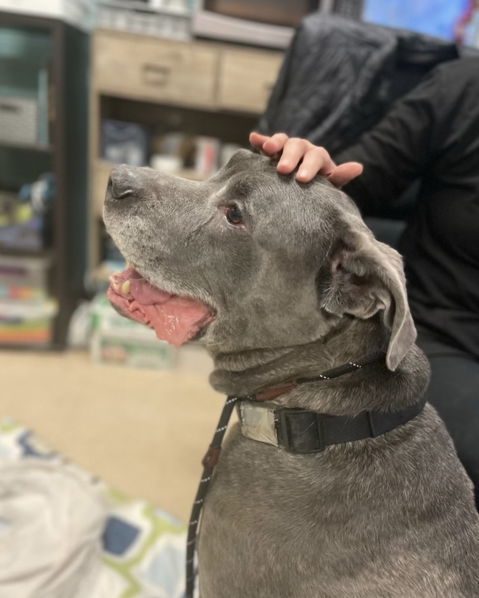 Dog Cries Real Tears After His Dad Surrenders Him To The Shelter - The Dodo