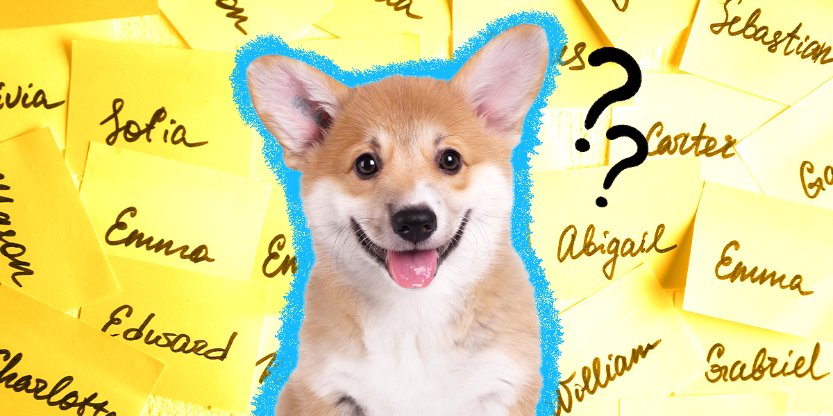 How To Teach A Dog Their Name - DodoWell - The Dodo