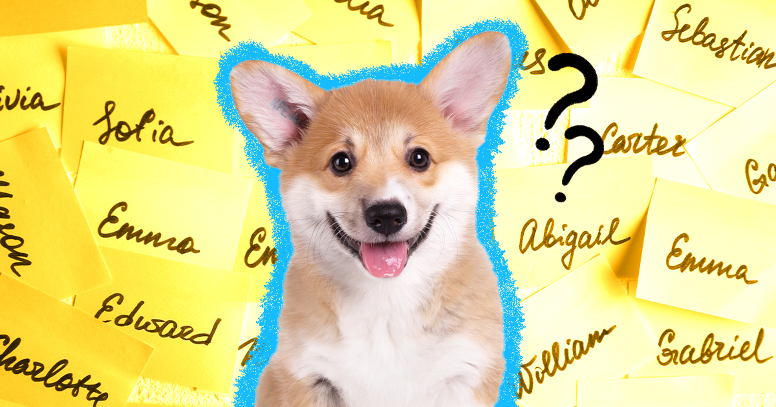 How To Teach A Dog Their Name - DodoWell - The Dodo