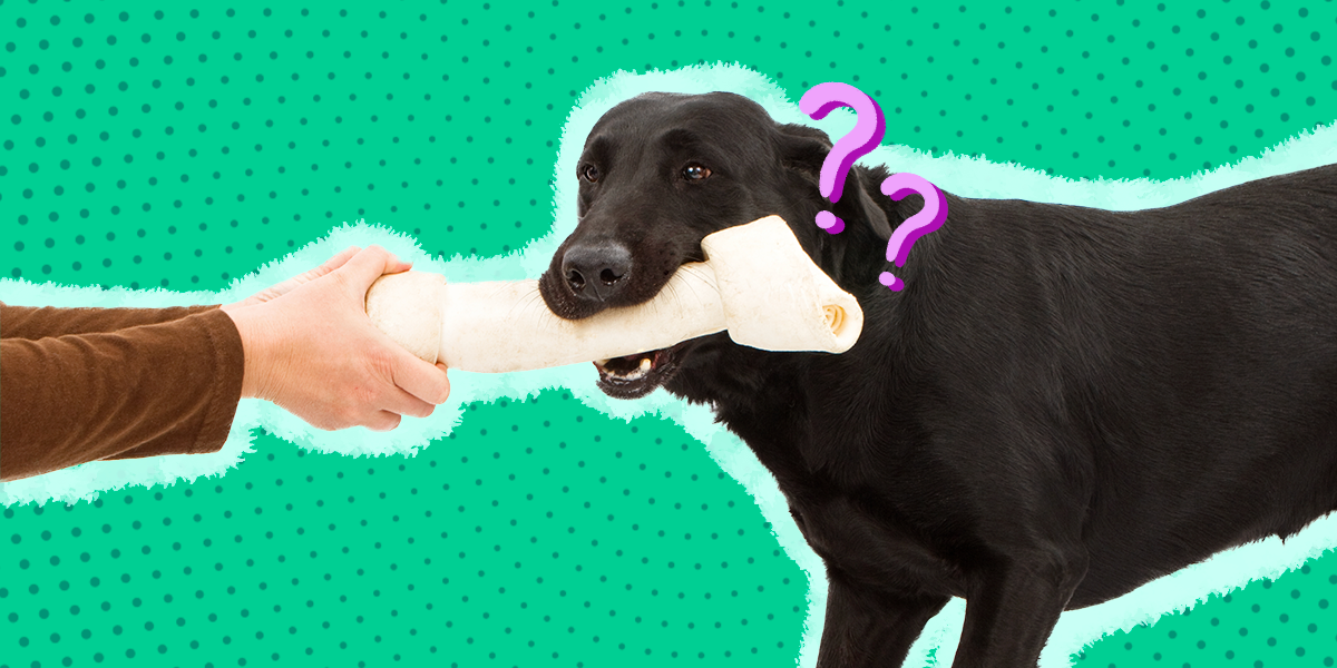 How To Teach A Dog To Drop It, According To A Trainer - DodoWell - The Dodo