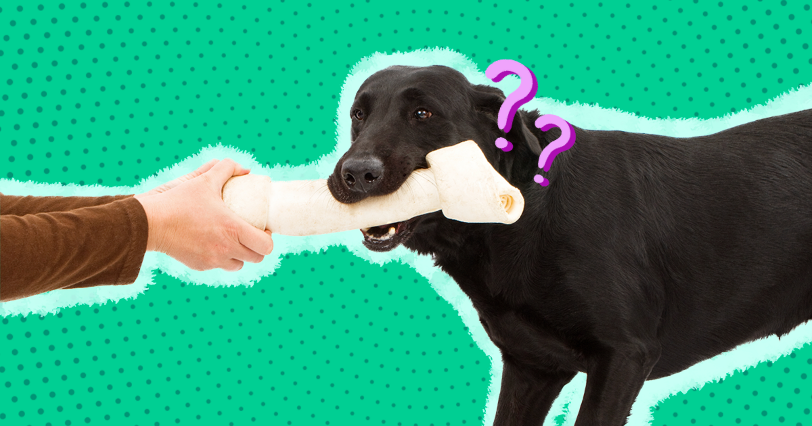 How To Teach A Dog To Drop It, According To A Trainer - DodoWell - The Dodo