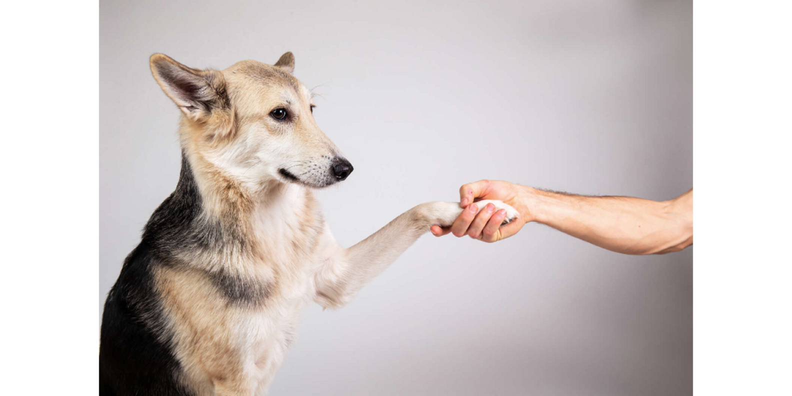 3 Easy And Cool Tricks To Teach Your Dog: Shake, Roll Over And Play ...