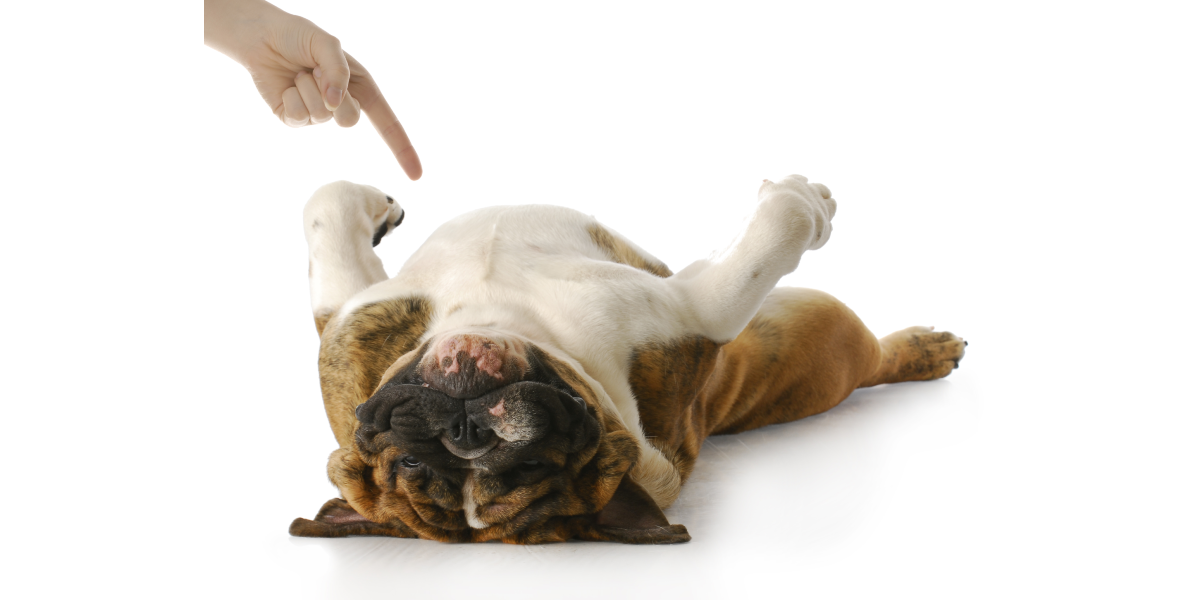 3 Easy And Cool Tricks To Teach Your Dog: Shake, Roll Over And Play ...