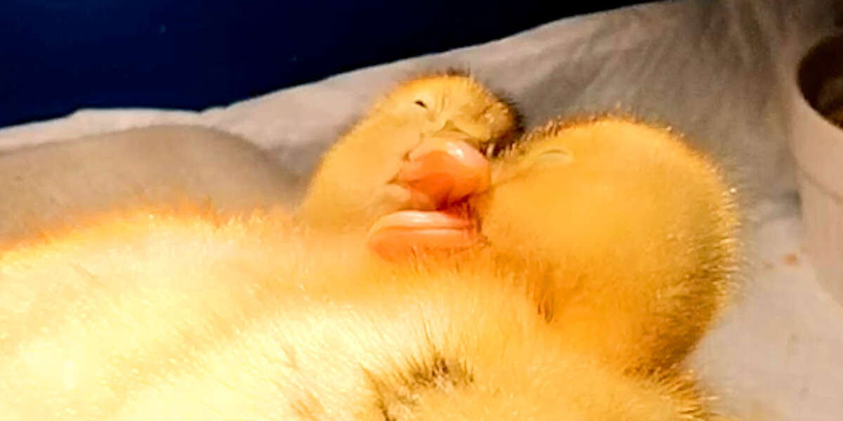 Baby Ducks Spoon While They Sleep - Videos - The Dodo
