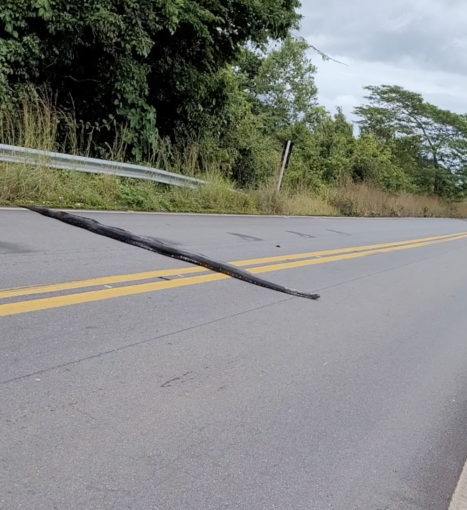Guy Stops Traffic To Protect An Enormous Snake Crossing The Road - The Dodo