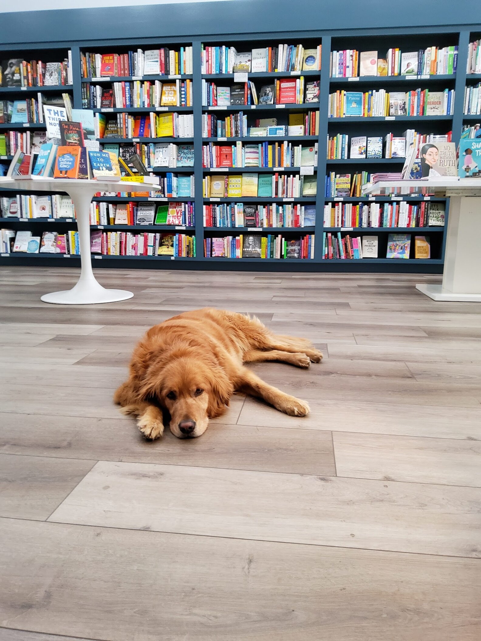 Family Names Bookstore After Their Dog And Makes Her The Manager - The Dodo