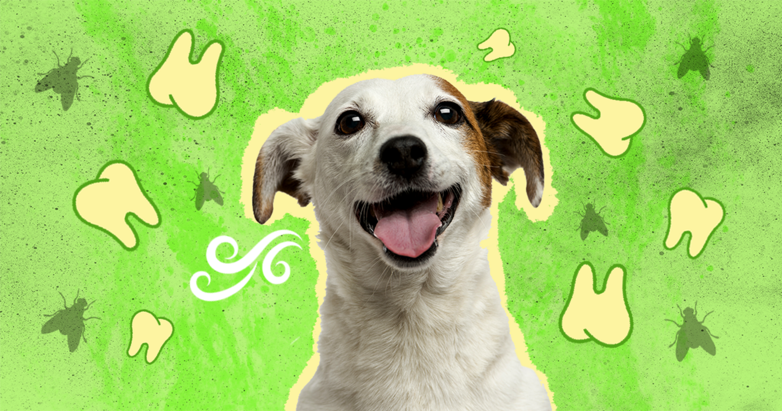 Rotten Dog Teeth: Signs, Stages And How To Help - DodoWell - The Dodo