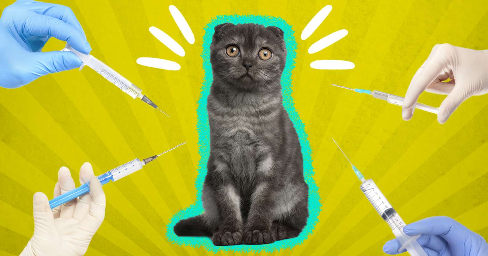How Often Do Cats Need Vaccines And Which Ones Are Necessary How Often Do Cats Need Vaccines And Which Ones Are Necessary