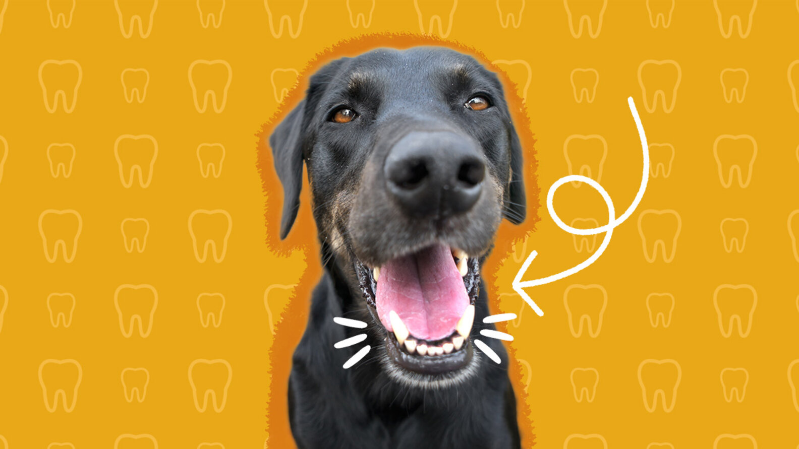How Many Teeth Do Dogs Have? See If You Guessed Right - DodoWell - The Dodo