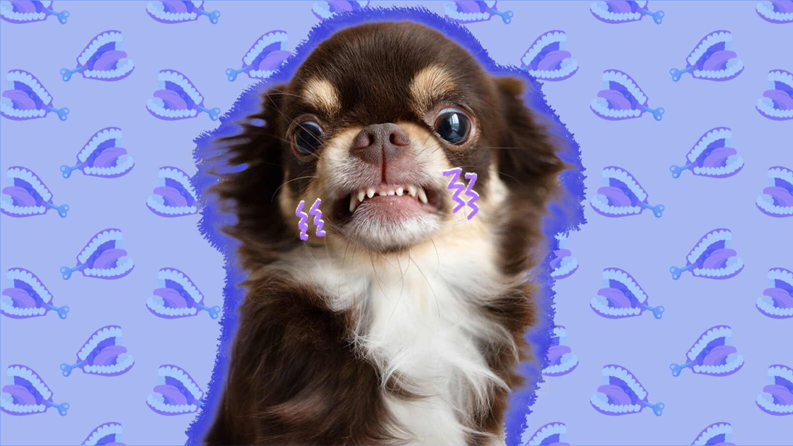 Dog Teeth Chattering: What Does It Mean? - DodoWell - The Dodo