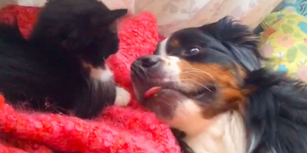 Midge The Cat Plays Ninja With Beatrix the Dog - Videos - The Dodo