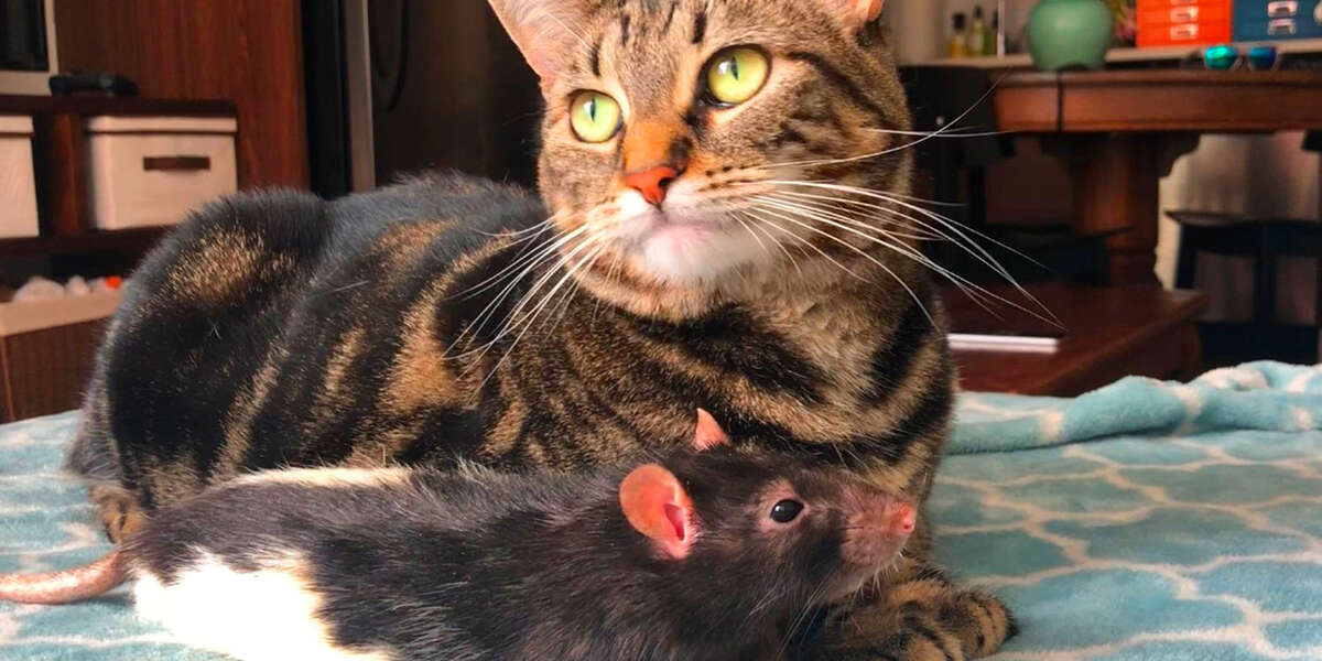Bernie The Rat Climbs All Over His Best Friend, Galaxy The Cat - Videos ...