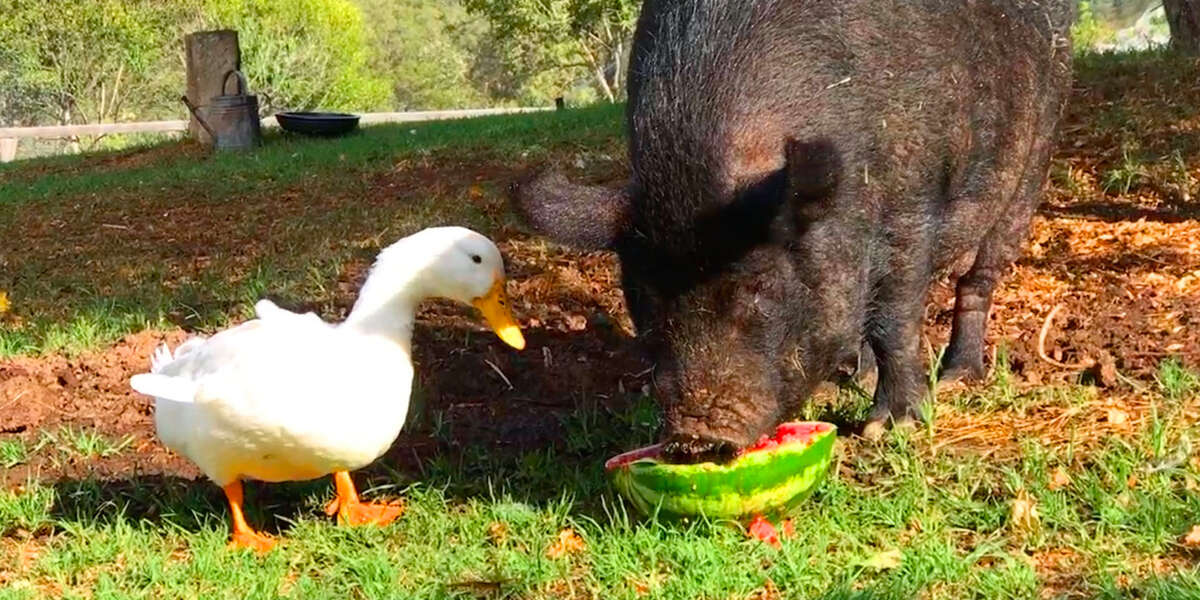 Thomas The Duck Sleeps On Edna The Pig’s Head - Videos - The Dodo