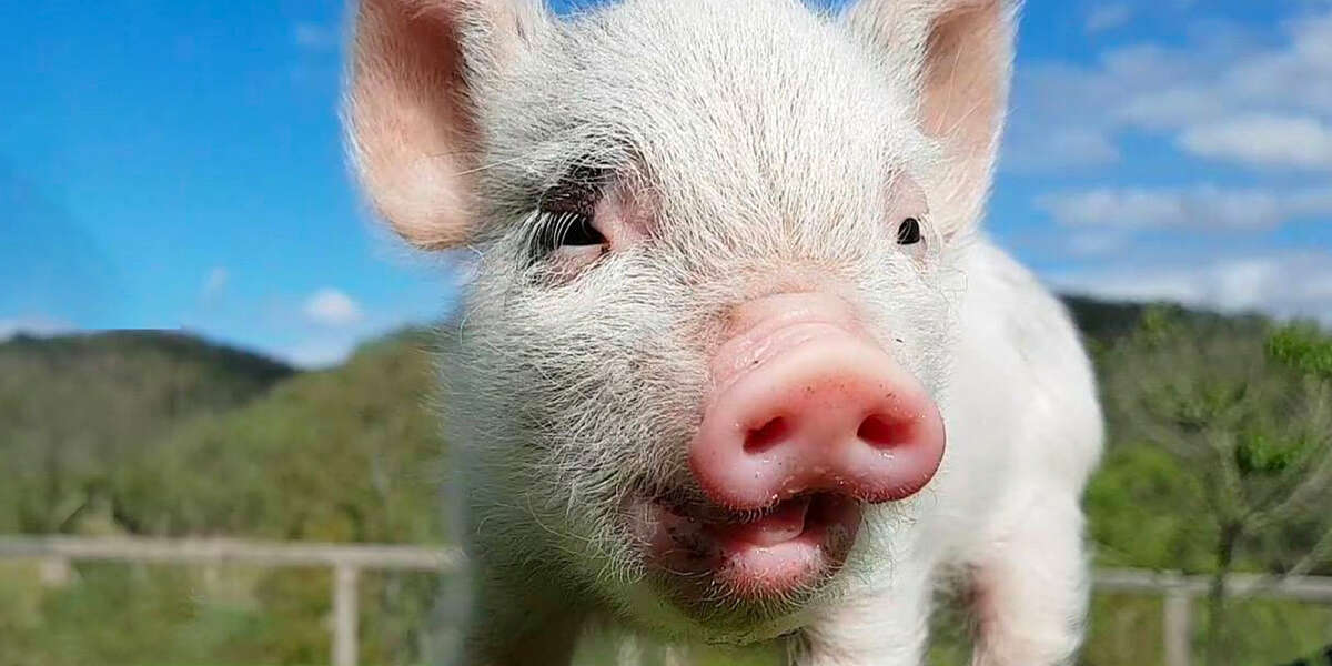 Seamus The Lamb Bounces Around With His Friend Bubbles The Pig - Videos ...